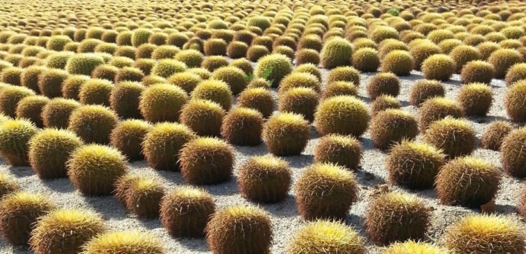 Baja California Sur: The Best Places To Stay