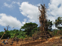 Land Diving in Vanuatu