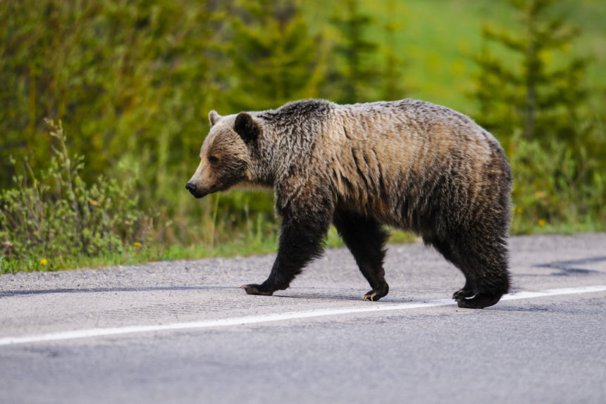 5 Best Bear-Spotting Experiences in Canada