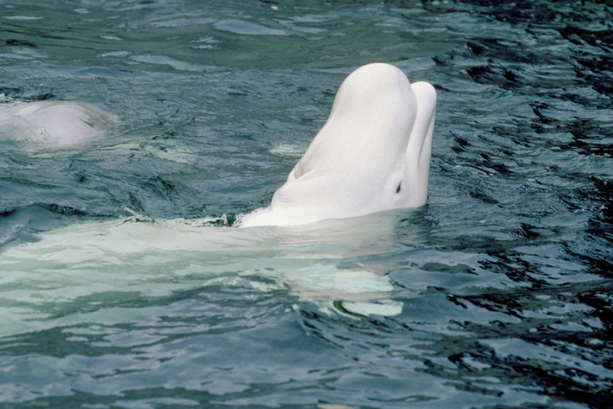Snorkelling with Beluga whales in Canada - International Traveller