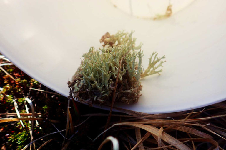 12 crazy only-in-Newfoundland foods you must try - International Traveller