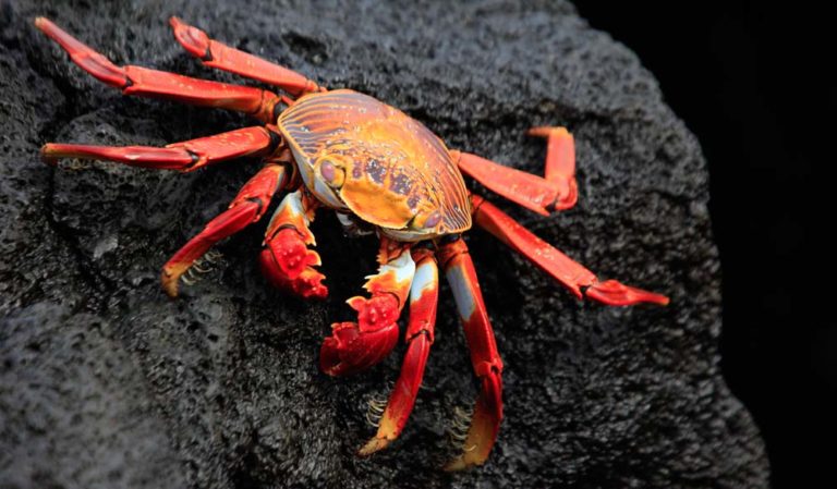 Take A Boat Trip Through The Galapagos Islands | International Traveller