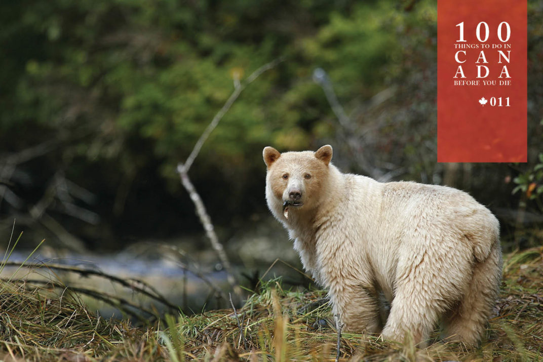 Visit with the Canadian Spirit Bear