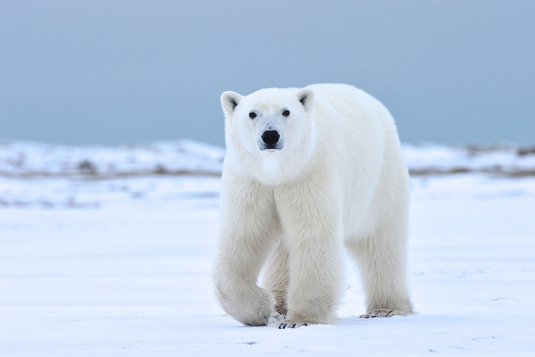 An arctic adventure made possible with Churchill Wild