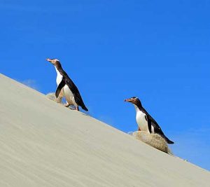 12 reasons Dunedin is New Zealand’s coolest city