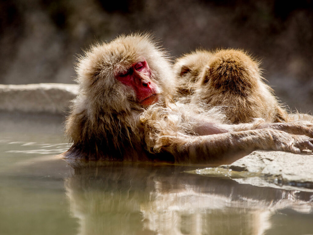 8 of the most incredible encounters with animals in Japan