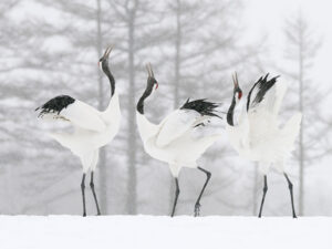 8 of the most incredible encounters with animals in Japan